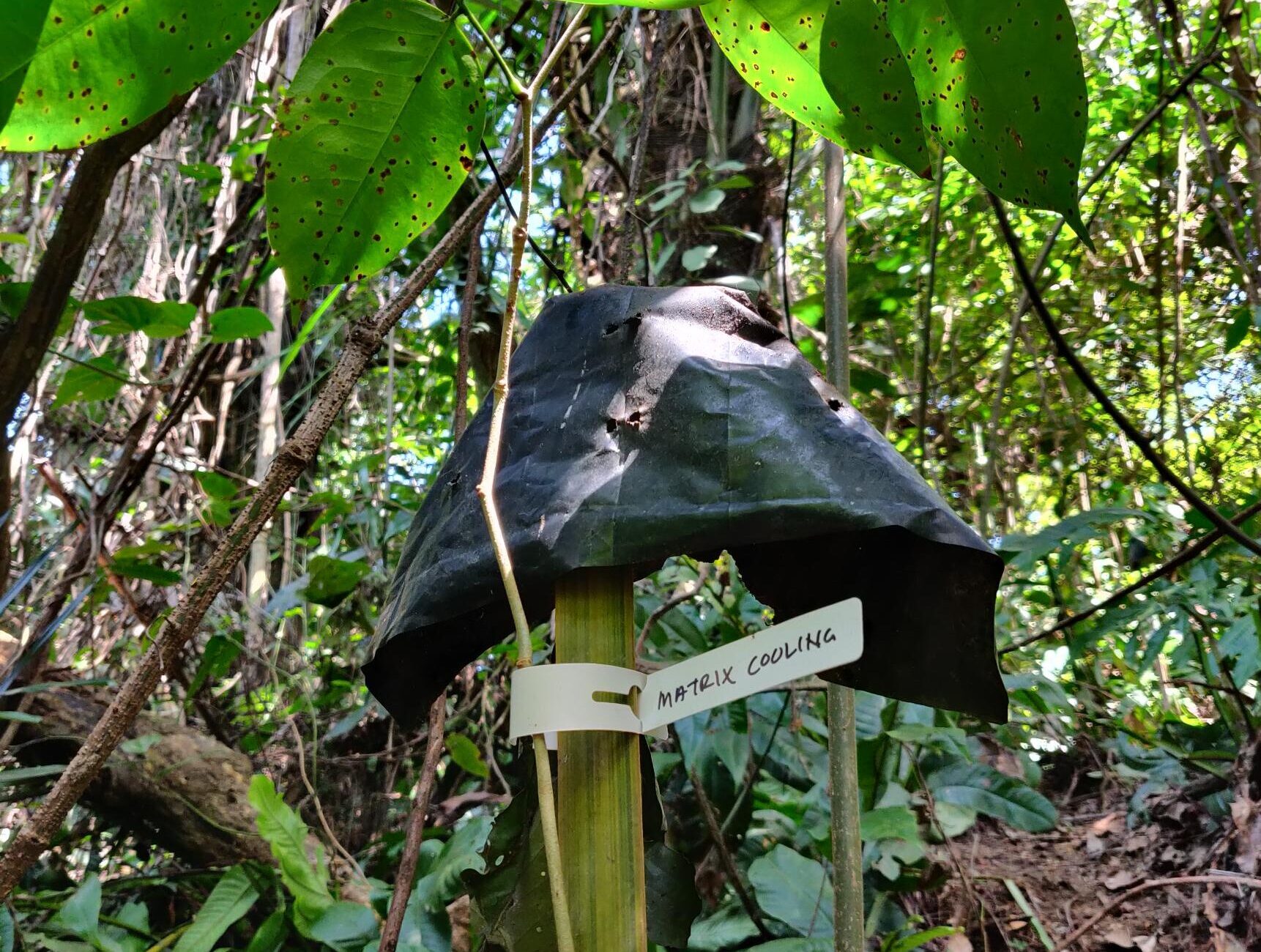 Our first tree planting session! | Matrix Cooling (M) Sdn Bhd